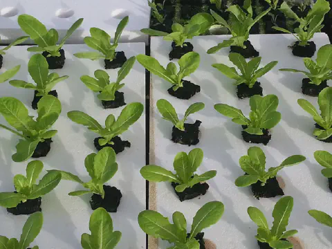 plant based polystyrene